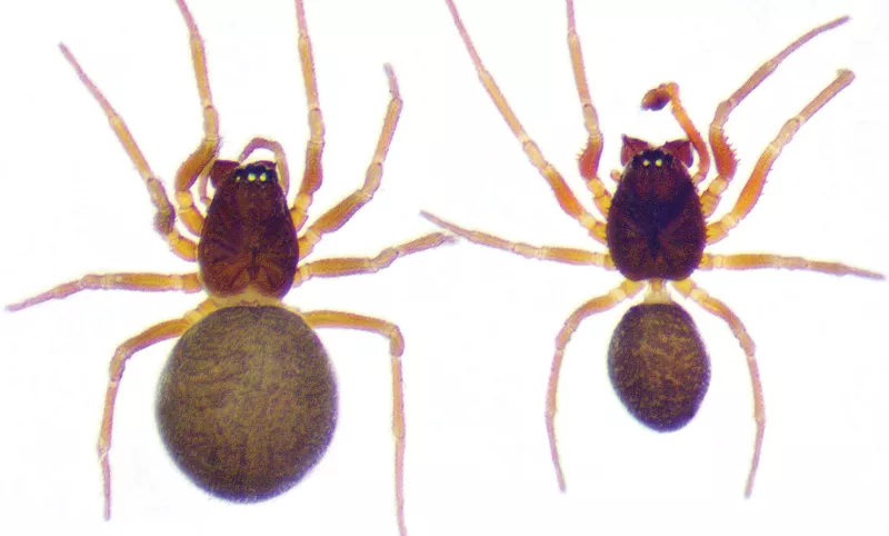 Ο μεγαλύτερος ιστός αραχνών στον κόσμο βρίσκεται σε μια σπηλιά στα ...